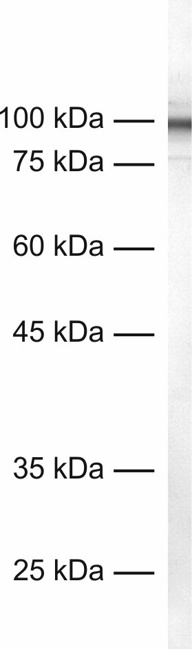 Synaptic Systems - PSD95